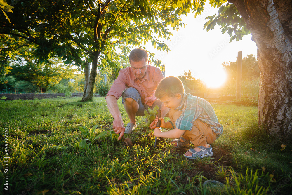 Little brother and sister are planting seedlings with their father in a ...