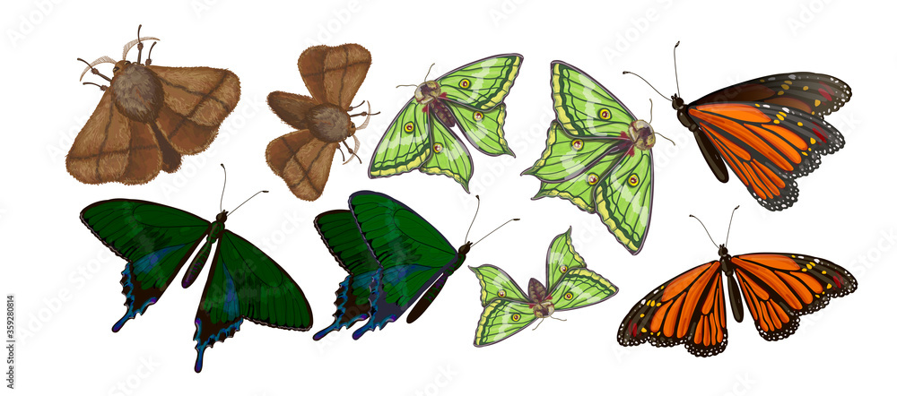 Set of butterflies of different colors, shapes and types isolated on ...