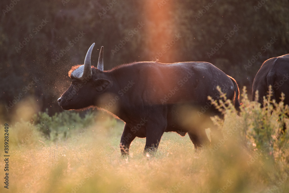 Cape buffalo snorting with the backlight from the sun catching the ...