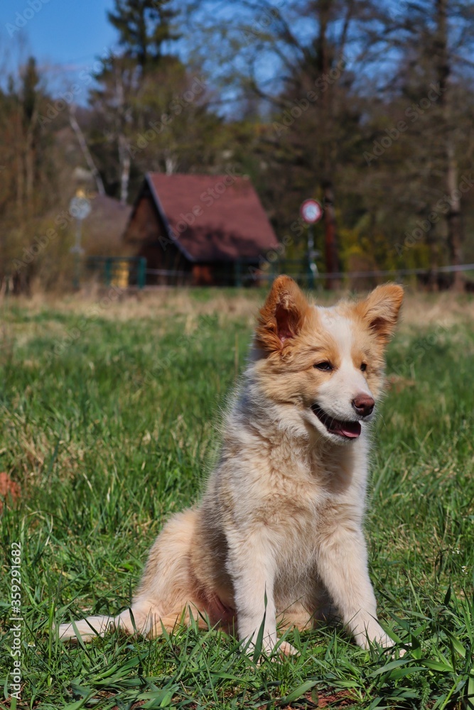 Australian Red Border Collie