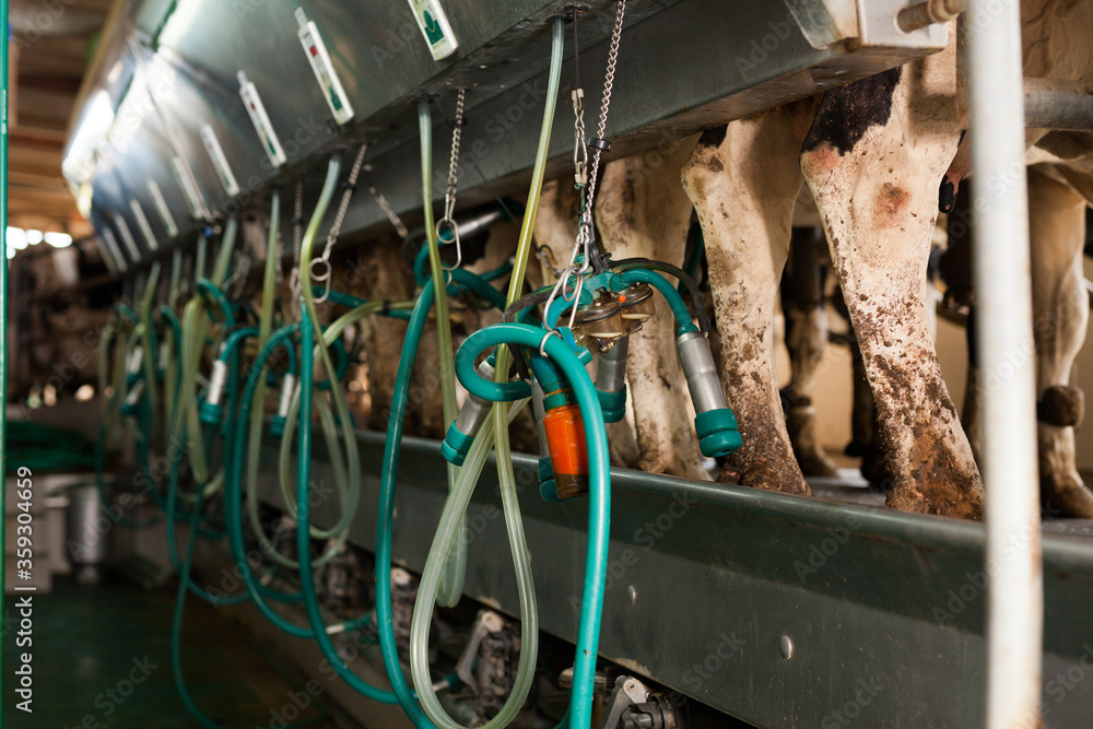 Cows with milking machine at rotary parlour system of farm Stock Photo ...