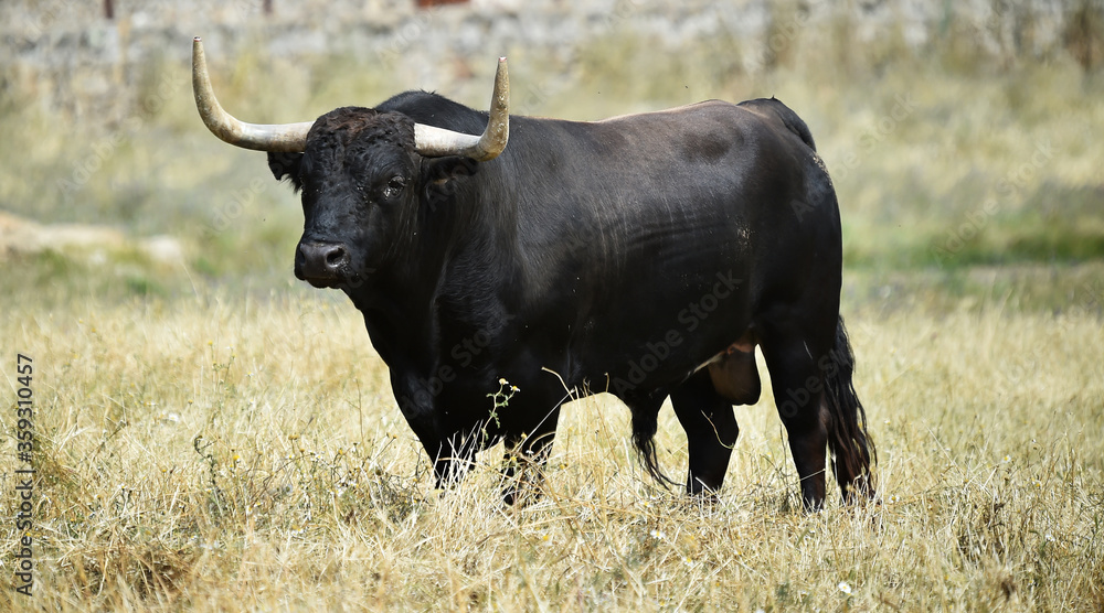 toro negro español con grandes cuernos en una ganaderia ภาพถ่ายสต็อก ...