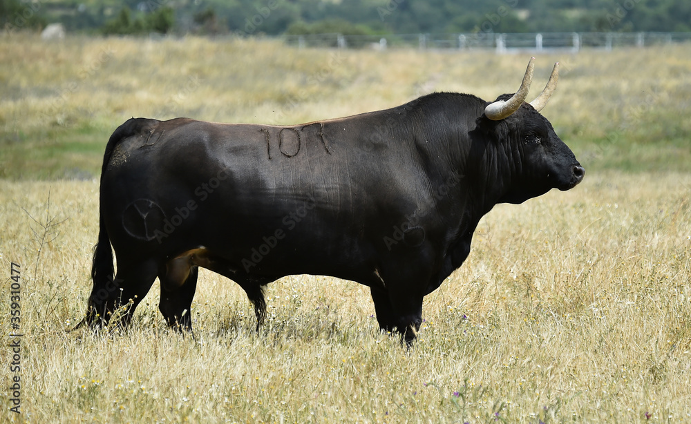 Foto de toro negro español con grandes cuernos en una ganaderia do ...
