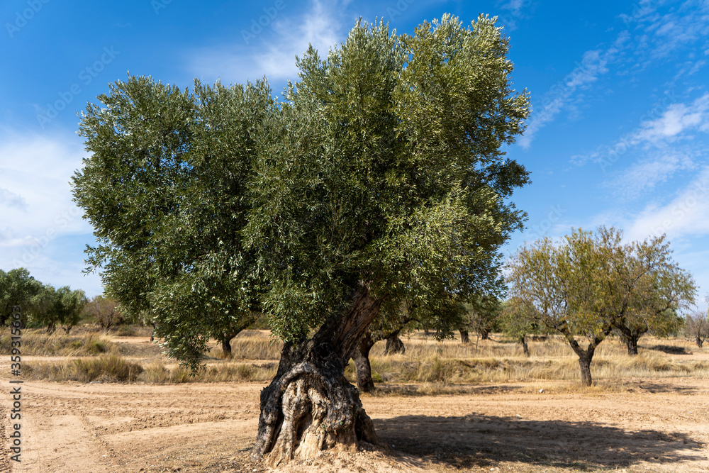 El olivo (nombre científico Olea europaea L.) es un árbol de la familia ...