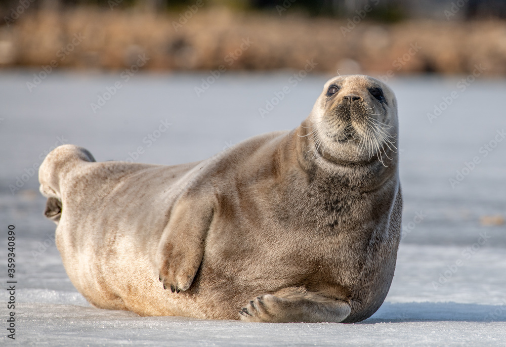 Seals resting on an ice floe. The bearded seal, also called the square ...