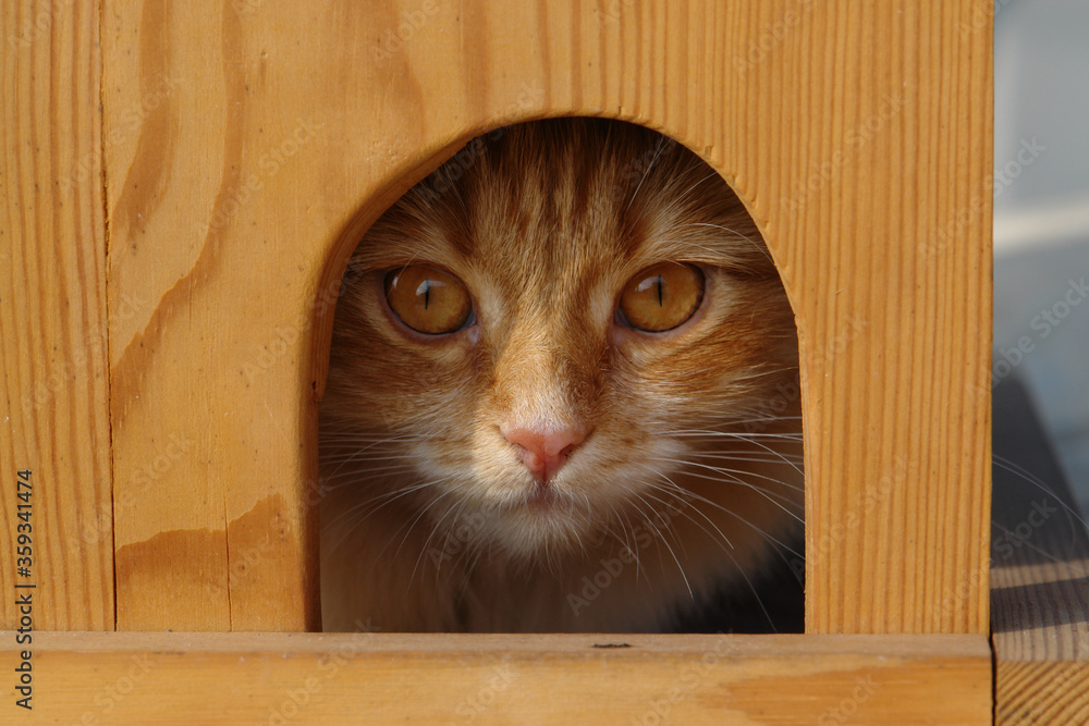 Red Siberian cat with amber-colored eyes hiding in a wooden bird feeder ...