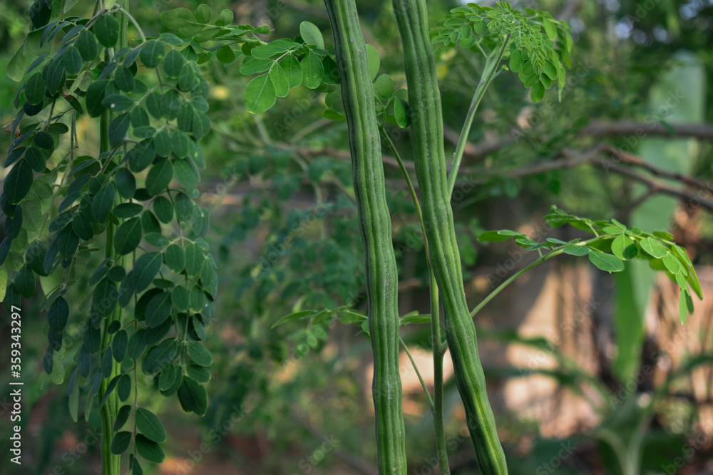 Muringa oleifera tree or drumstick tree Stock Photo | Adobe Stock