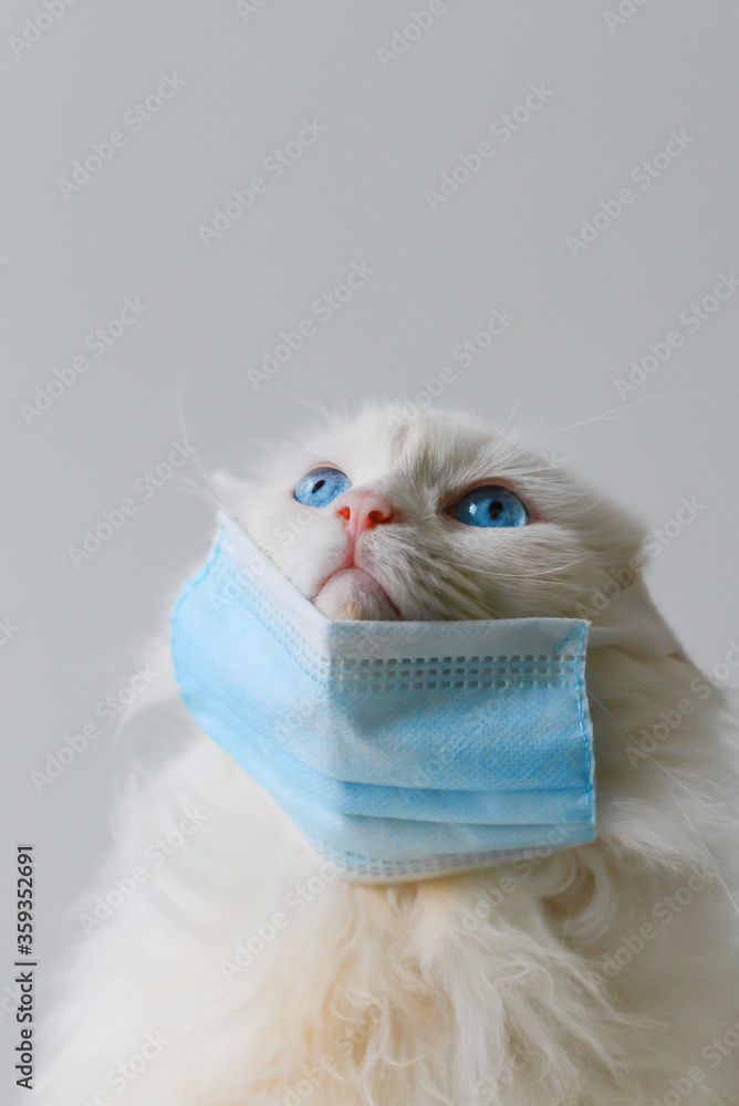 2020 COVID-19 Pandemic coronavirus, White cat wear face mask protective ...