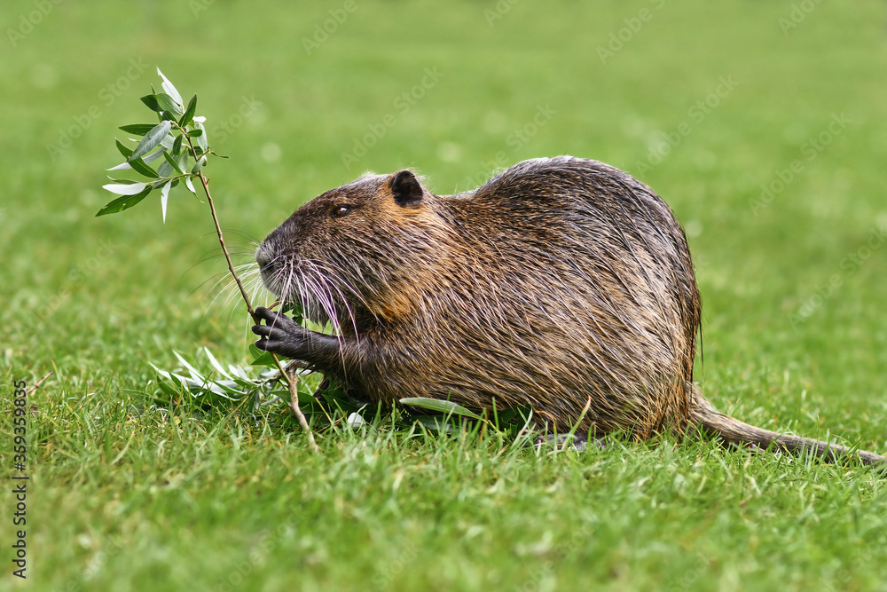Rodent called 'Myocastor Coypus', commonly known as 'Nutria' eating a ...