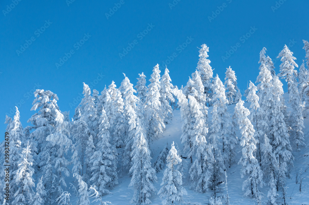 Taiga Landscape Winter