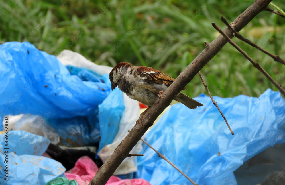bird Looking at the garbage waste,Concept of Save Earth and Save ...