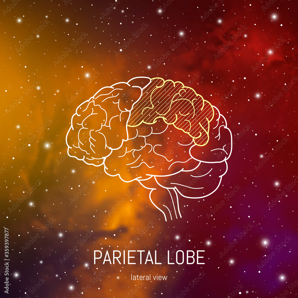 Brain structure. Cerebral cortex and lateral view of parietal lobe scientific medical neuro ...