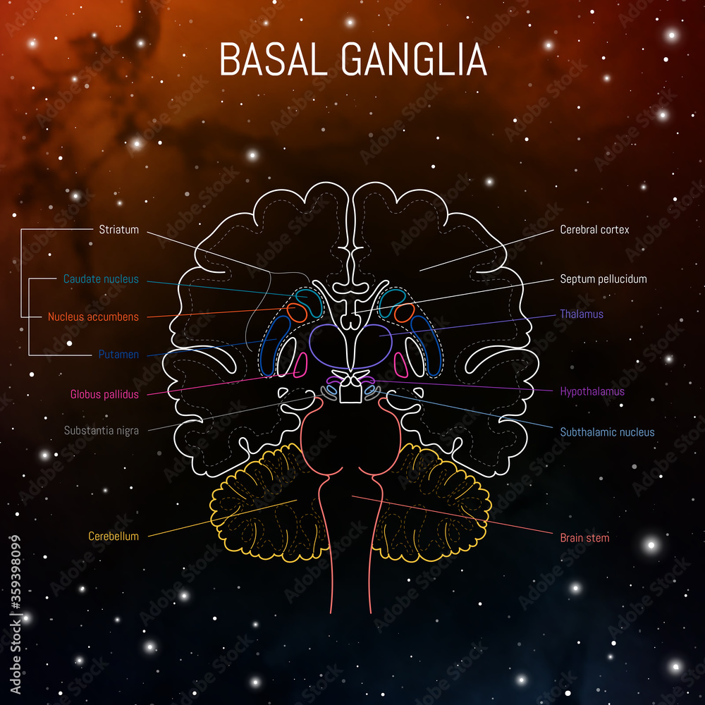 Basal ganglia neuroscience vector infographic. Futuristing illustration ...