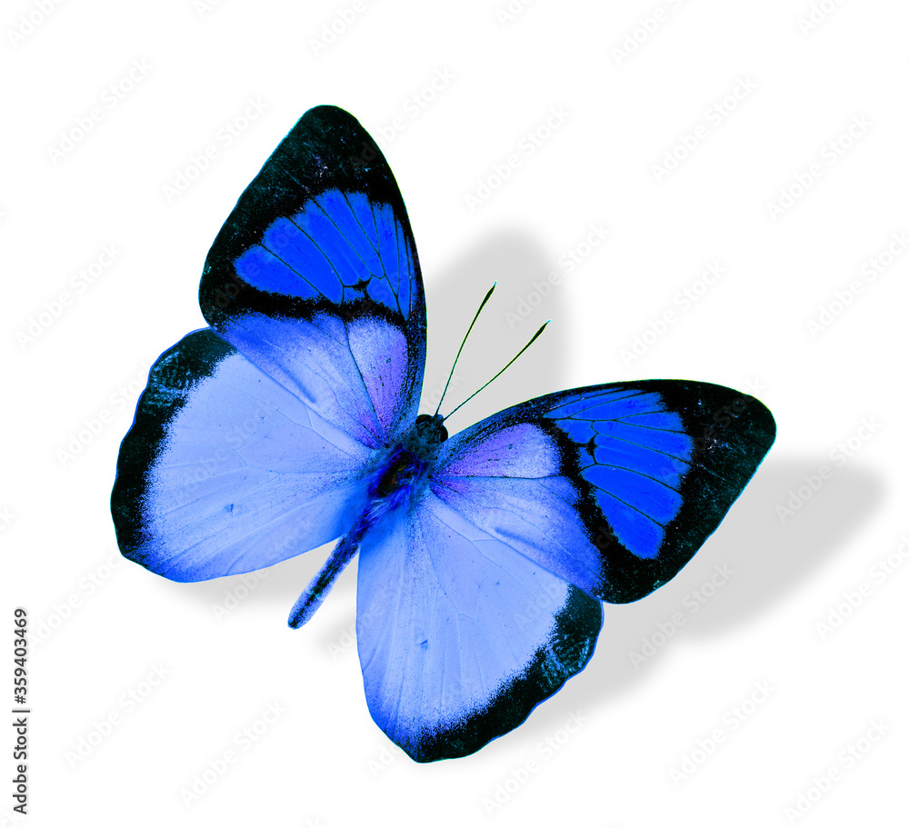Beautiful Flying Blue Butterfly isolated on white background with soft ...