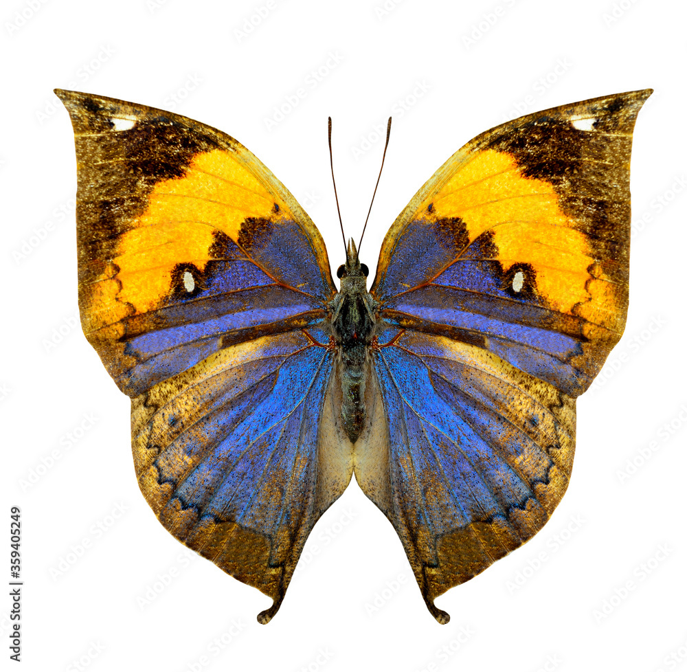 Beautiful Indian leaf or Oakleaf butterfly upper wing in natural color ...