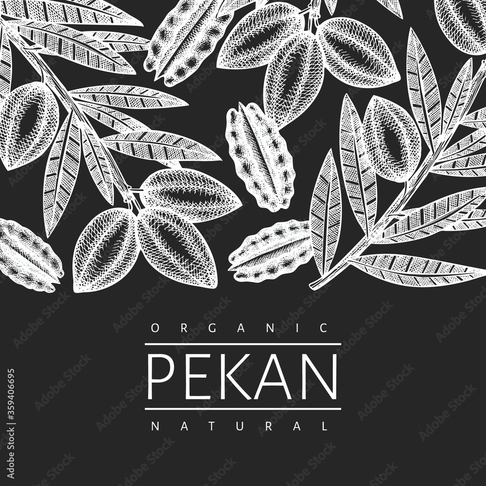 Hand drawn pecan branch and kernels design template. Organic food ...