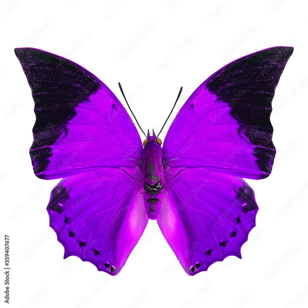 Best of purple butterfly isolated on white background in fancy color ...