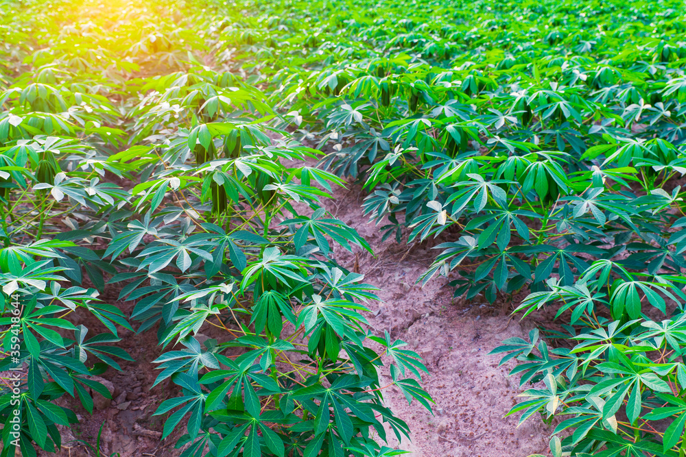 Tapioca fields on natural background, Grow cassava, Season of planting ...