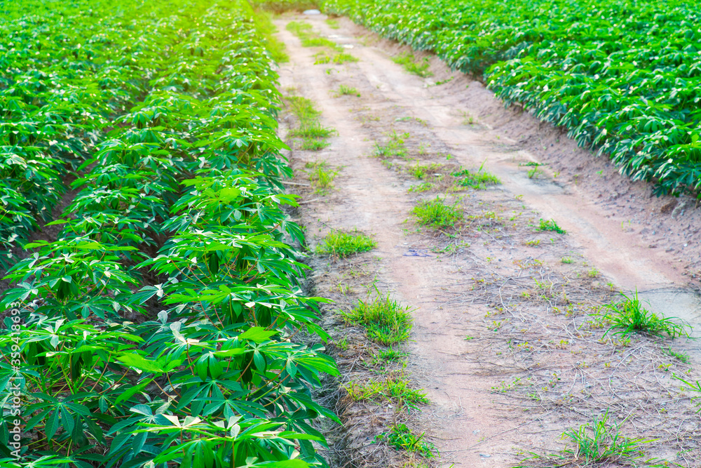 Tapioca fields on natural background, Grow cassava, Season of planting ...