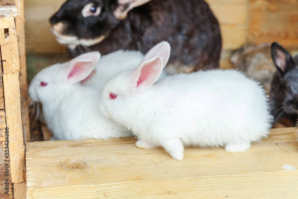 Many different small feeding rabbits on animal farm in rabbit-hutch ...