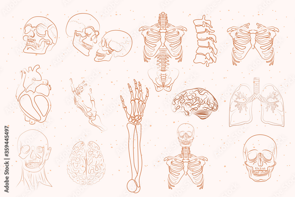Spine And Ribs Drawing