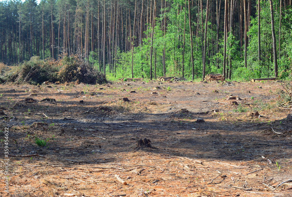 Clearcut logging area in the forest with pine trees cut down as a form ...