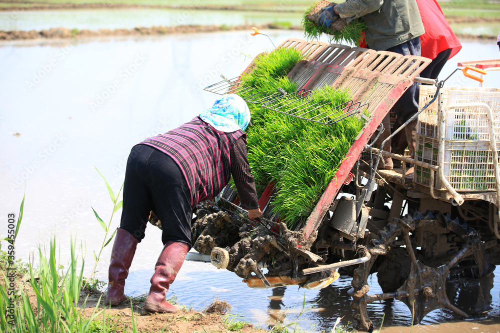 Farmers planting rice in field by using rice planting machine. Stock ...