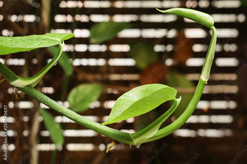 Nature background of Betal plant growth in nature with beautiful green ...