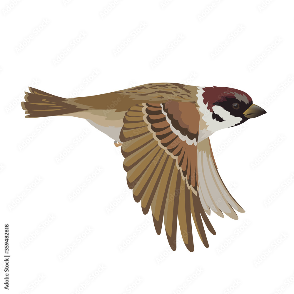 Sparrows Flying Design