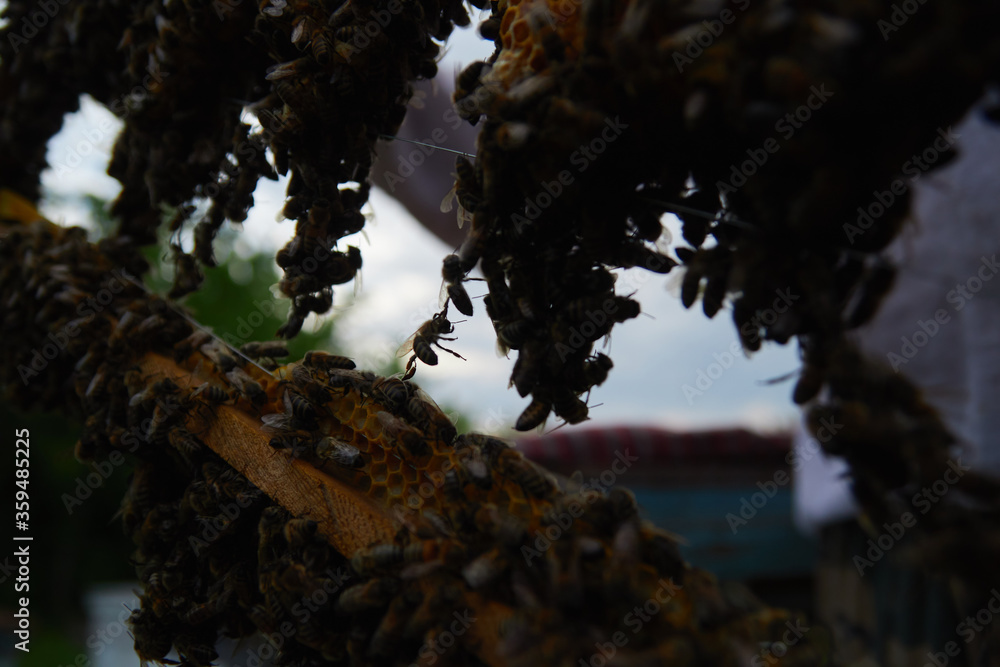 the beekeeper checks and maintains the hives with bees, holds the frame ...