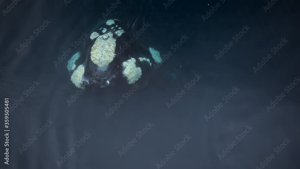 Southern Right Whale Breaching In The Deep Blue Sea In Patagonia ...