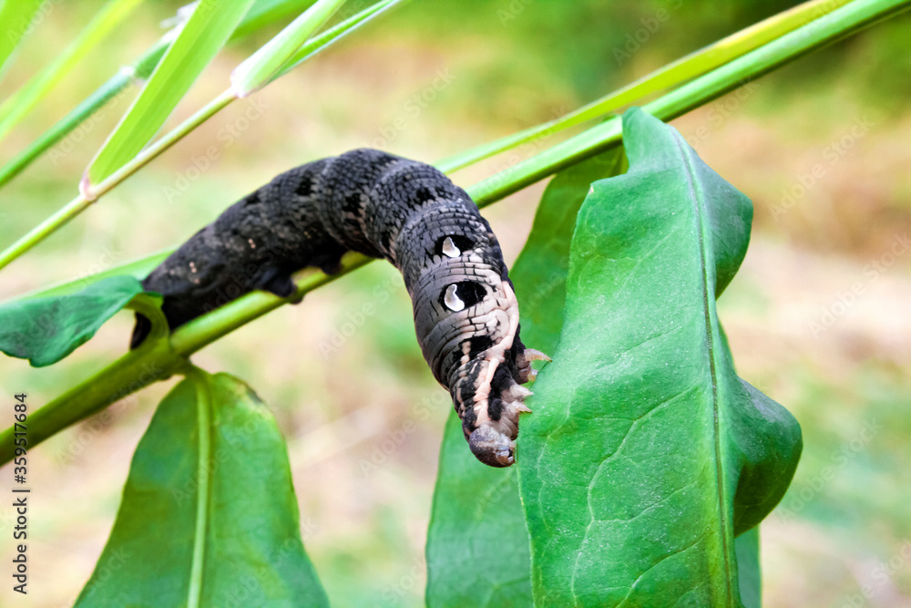 Larva of elephant hawk moth (Deilephila elpenor) on green branch on ...