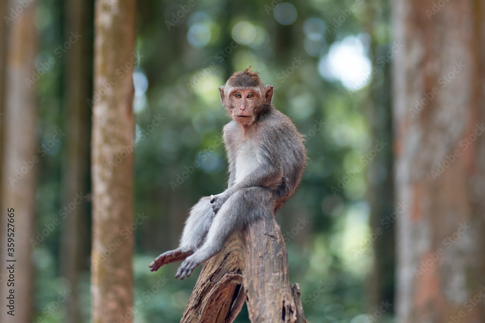 Portarit of adult macaque monkey is sitting on the trunk of a tree, its ...