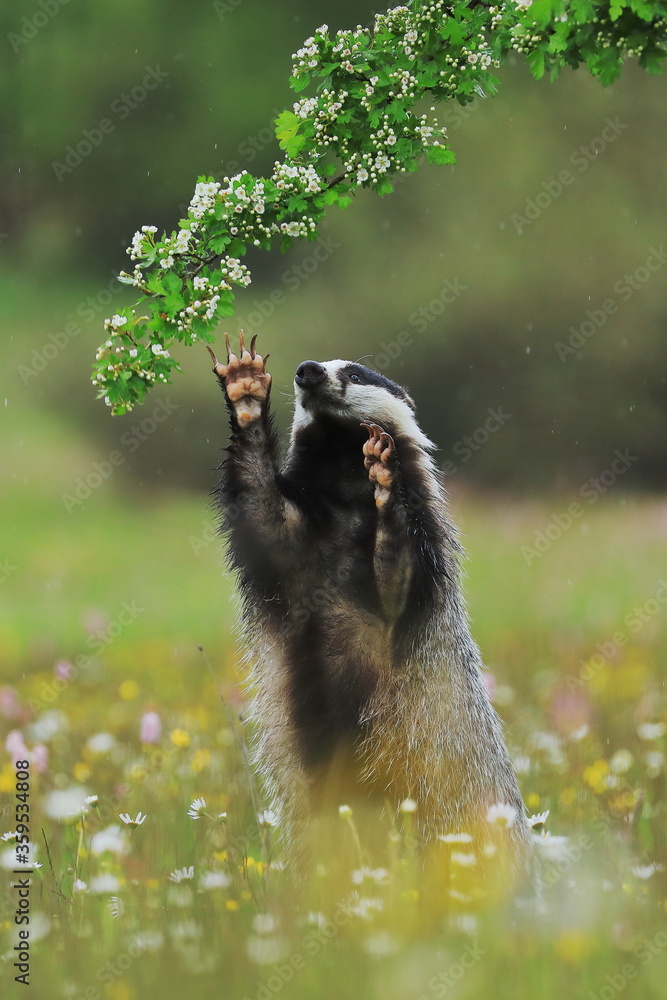 European badger, Meles meles, sniffs at branch about bird nests. Cute ...