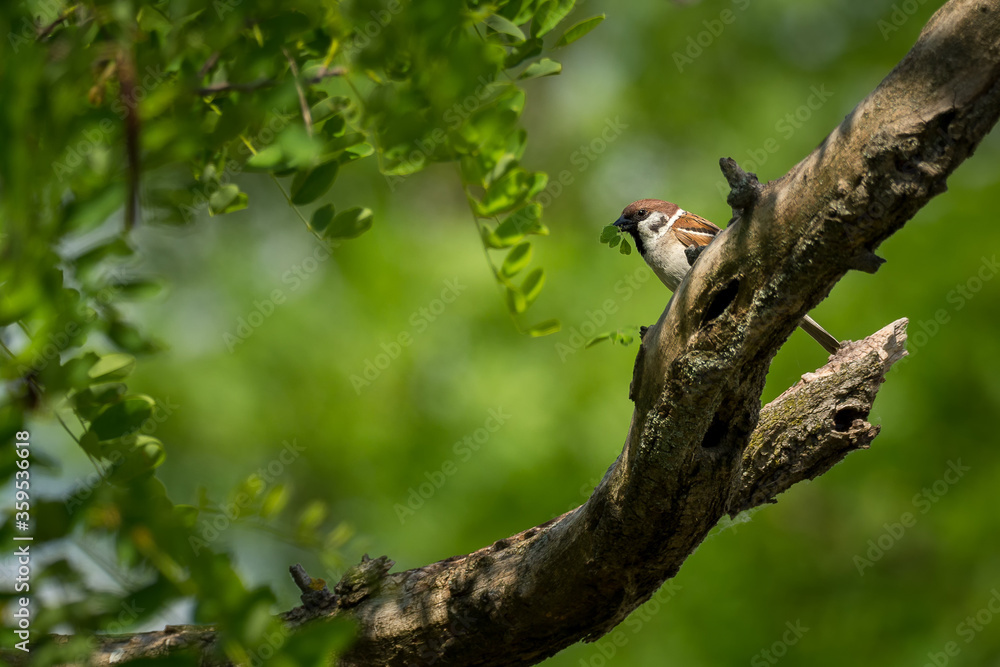 Eurasian Tree Sparrow - Passer montanus passerine bird in the sparrow ...