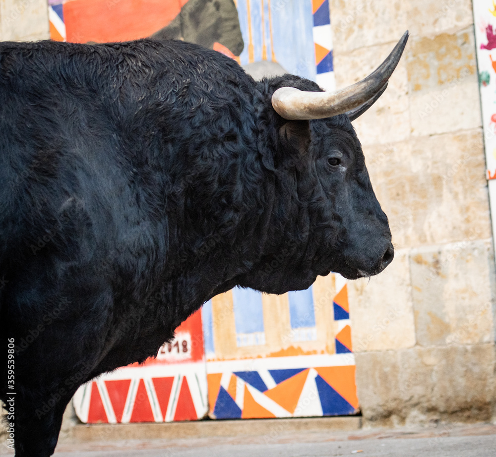 Impresionante cabeza de un toro Stock Photo | Adobe Stock