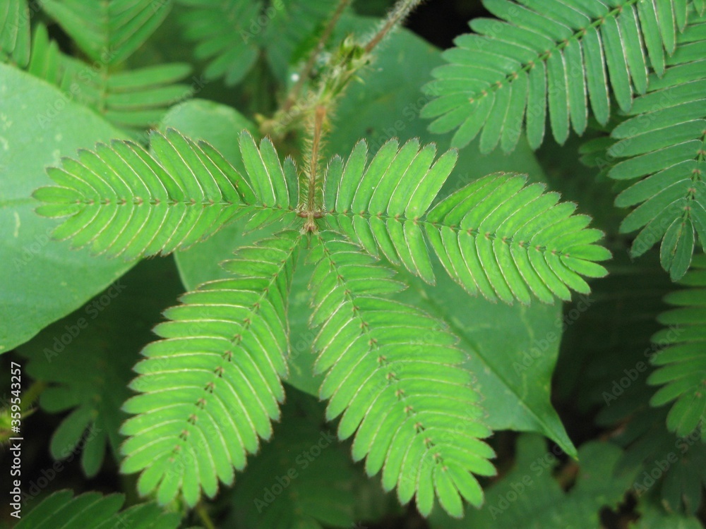 Sensitive plant (Mimosa pudica) - green leaves of shy plant with open ...