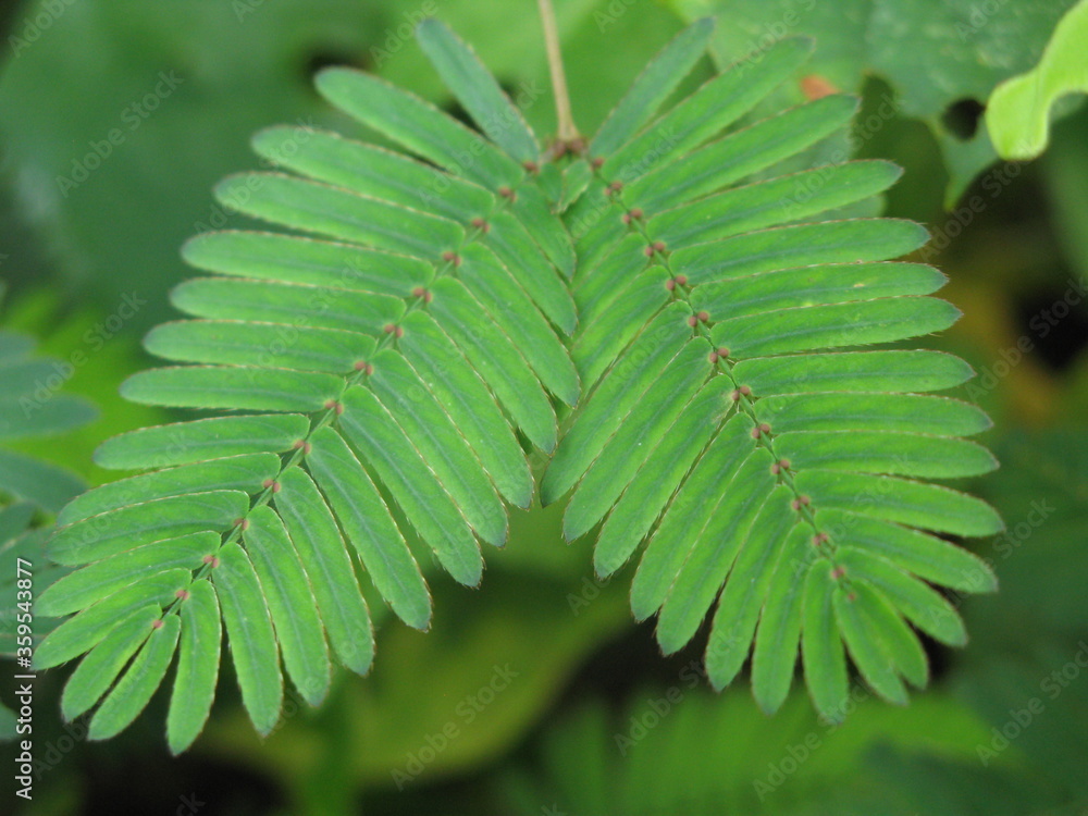Sensitive plant (Mimosa pudica) - green leaves of shy plant with open ...