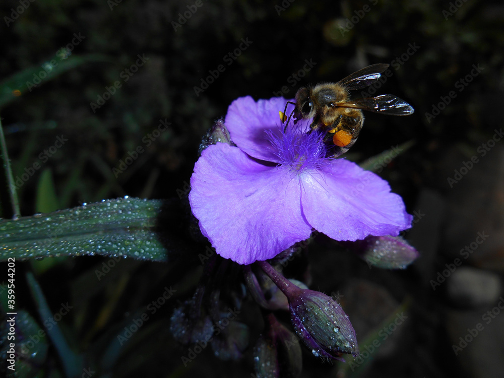 flower in drops after the rain. purple tradescantia spiderwort during ...
