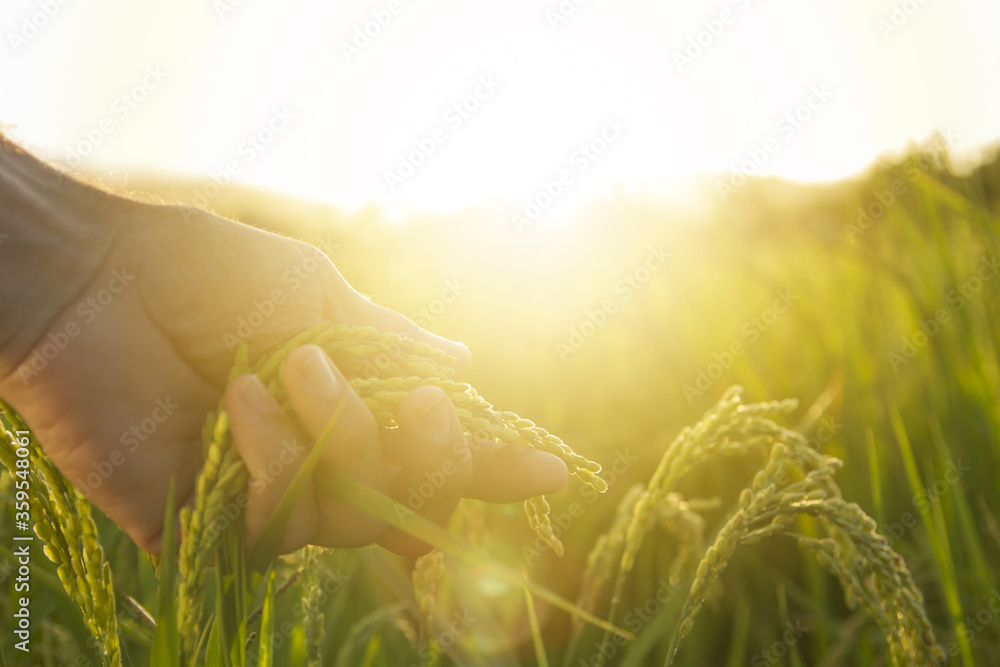 beautiful sunset in a rice field ,rice ears or plant close up in a rice ...