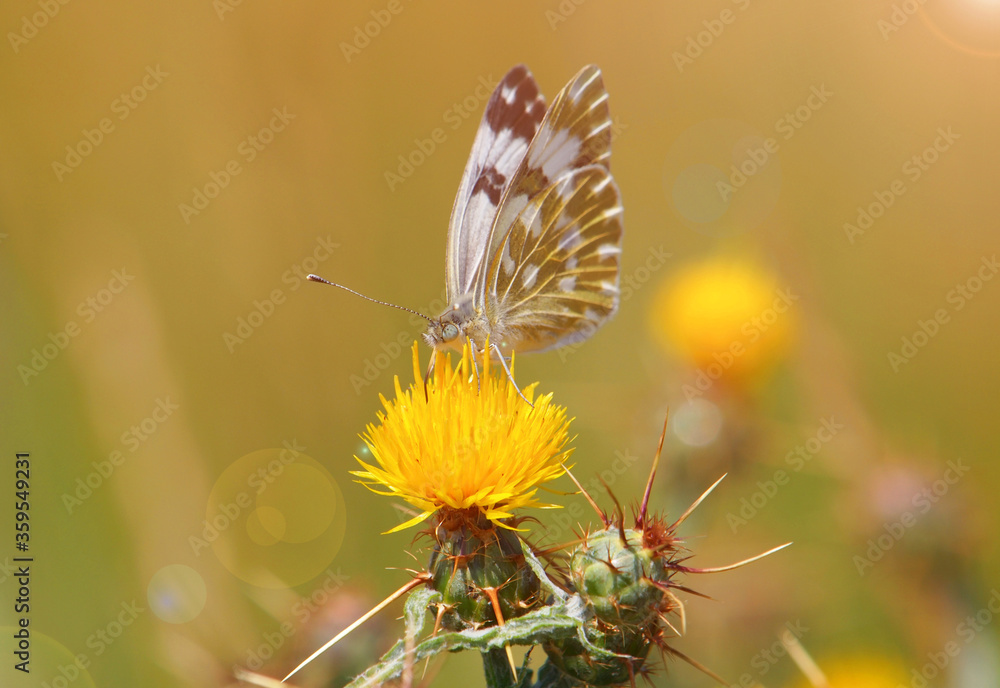 Eastern Bath White butterfly, Pontia edusa, on a yellow star-thistle ...