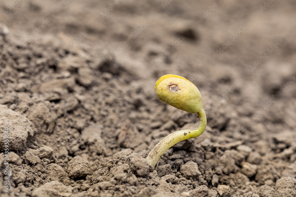 Closeup of young soybean plant with cotyledon emerging from soil in ...