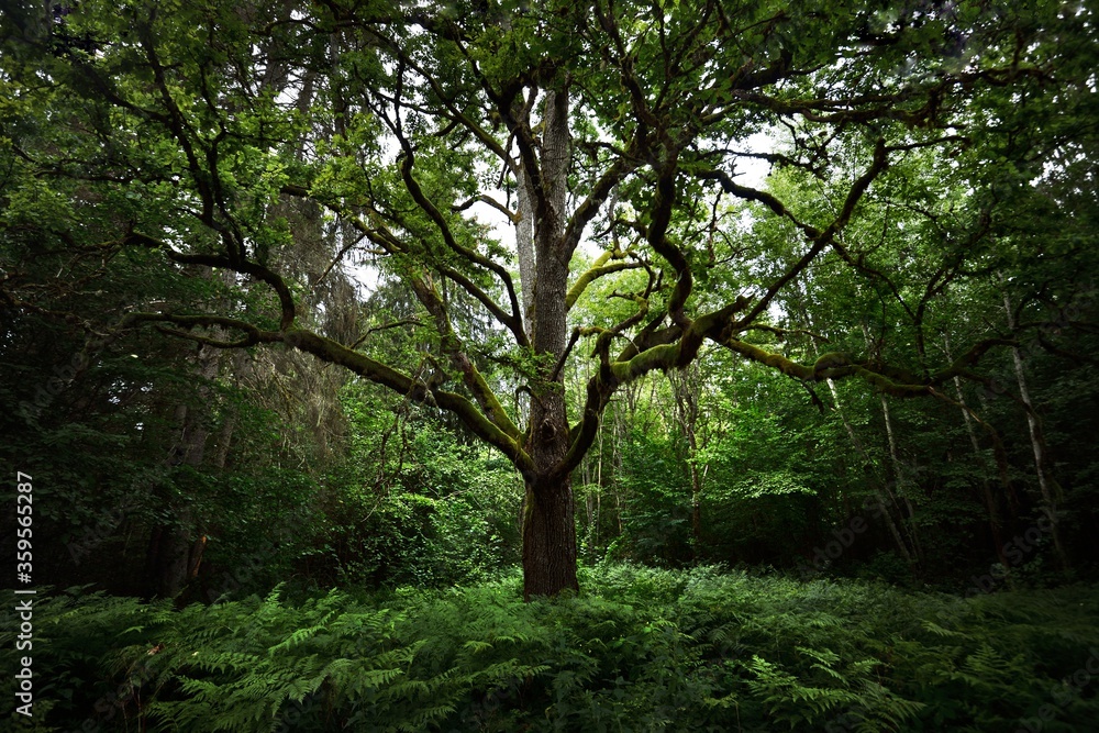 An ancient sorcerer oak tree close-up. Moss, fern, emerald green leaves ...