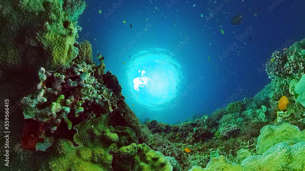 Foto de Coral garden seascape and underwater world. Colorful tropical ...