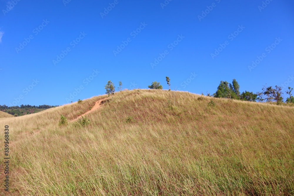 Grass Mountain beautiful in Ranong. golden field. the mountain where ...