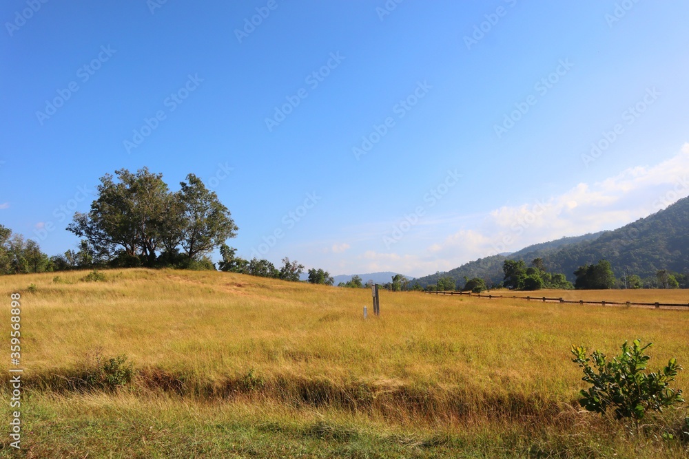Grass Mountain beautiful in Ranong. golden field. the mountain where ...