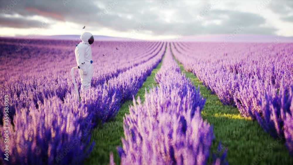 Astronaut with butterflies in lavender field. concept of future ...