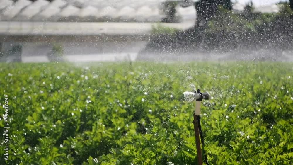 Group of rotating sprinkler spraying water in celery field ...