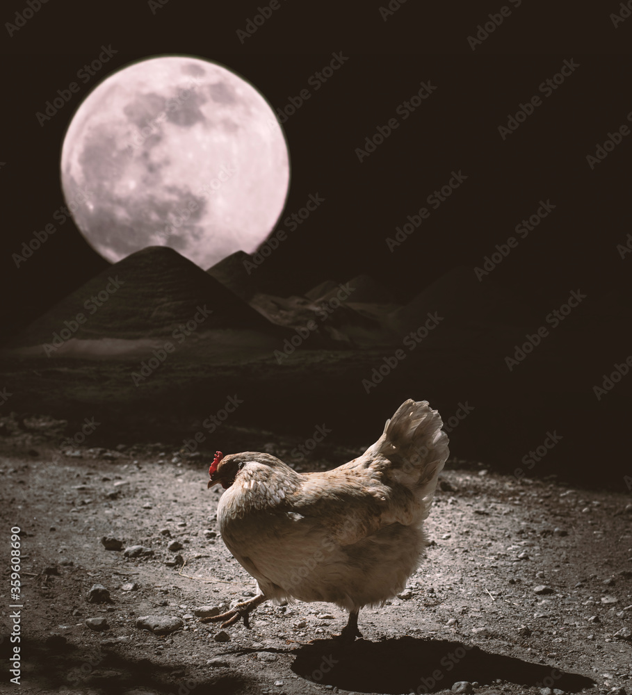A small step for a chicken... - a vintage colorized photo of a chicken ...