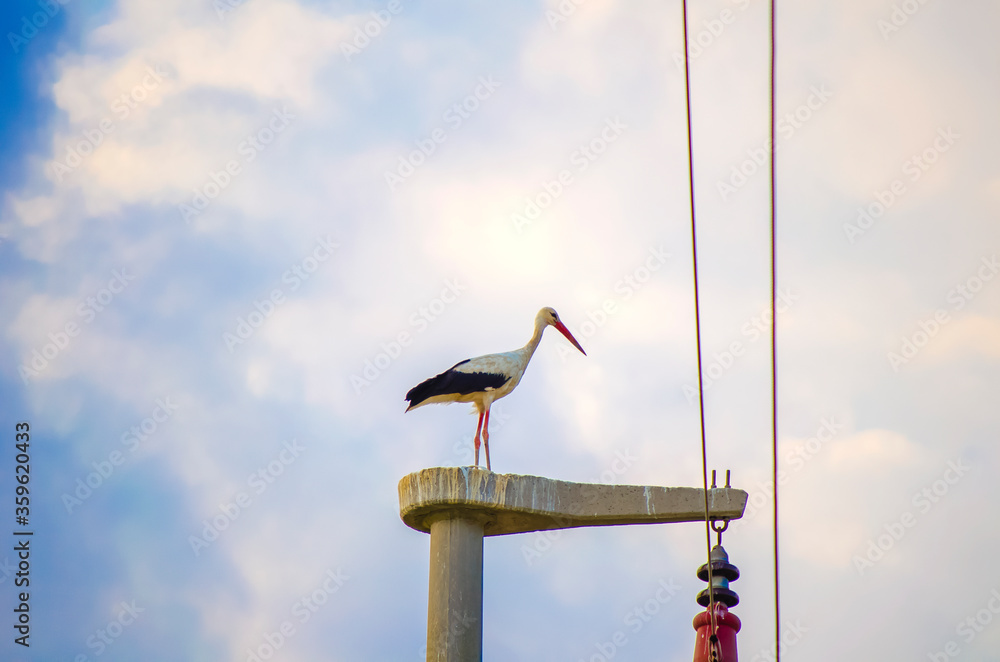 Bringing new babies. Stork on electrci pole. White stork and nestling ...